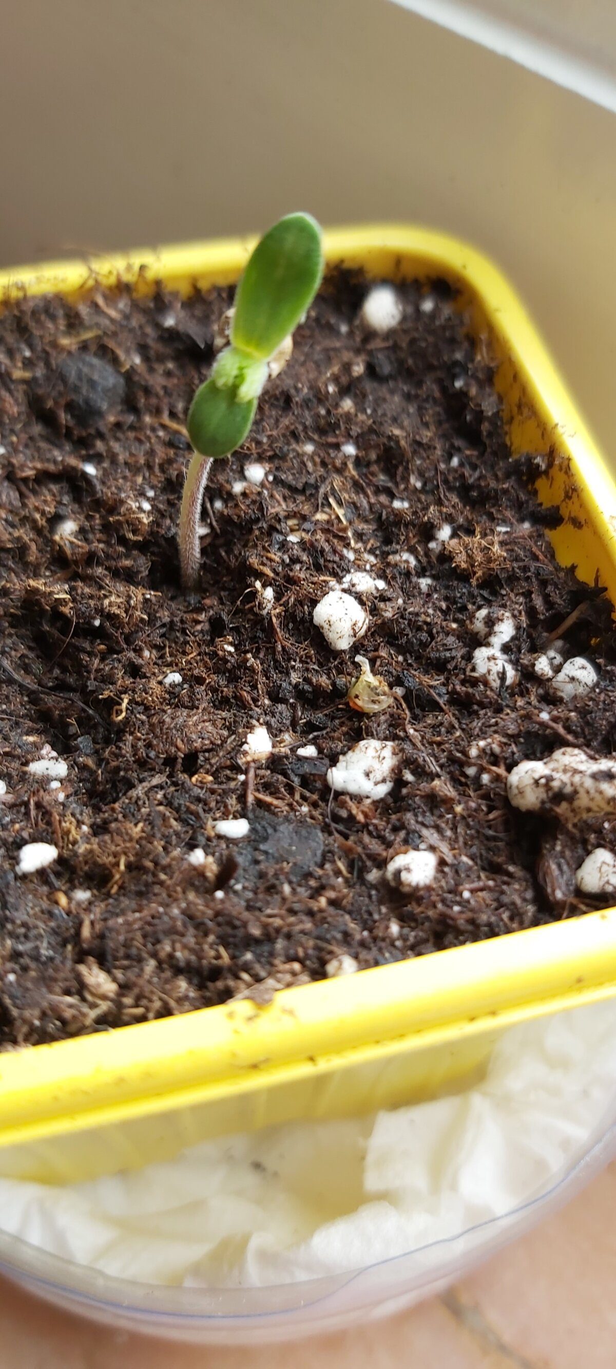 auto-purple-diesel-feminizada - Diário Medicinal