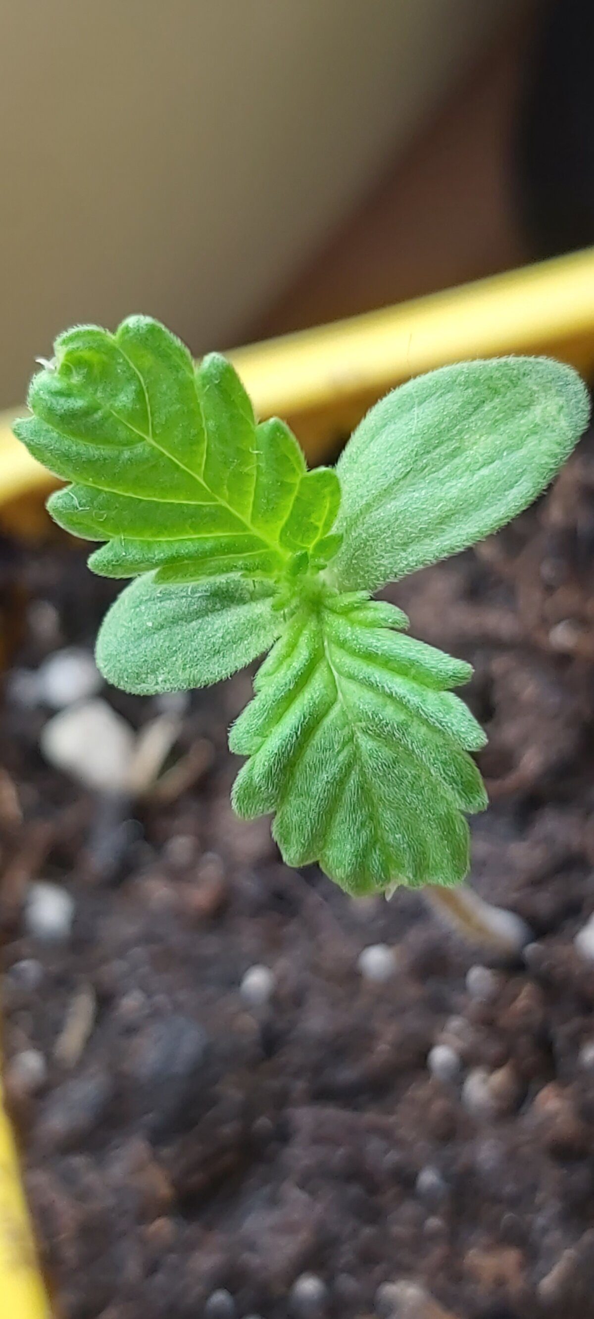 auto-purple-diesel-feminizada - Diário Medicinal
