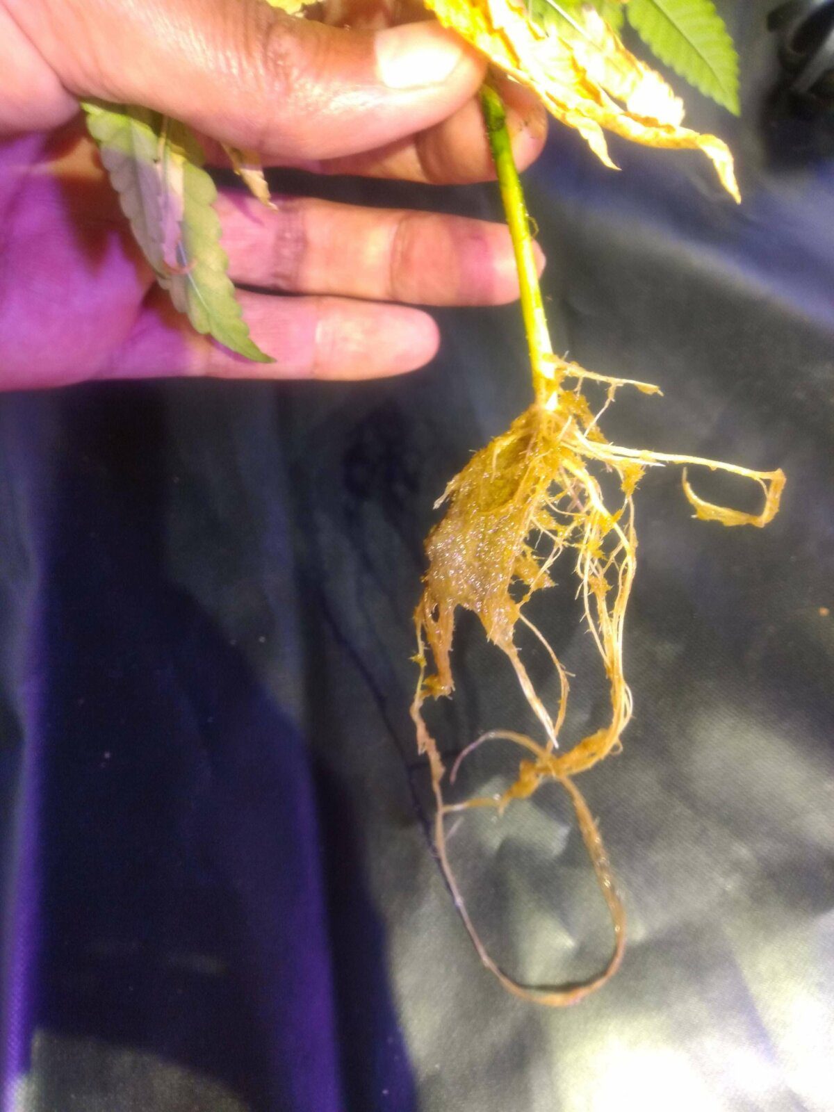 raízes atrofiadas Archives - Diário Medicinal