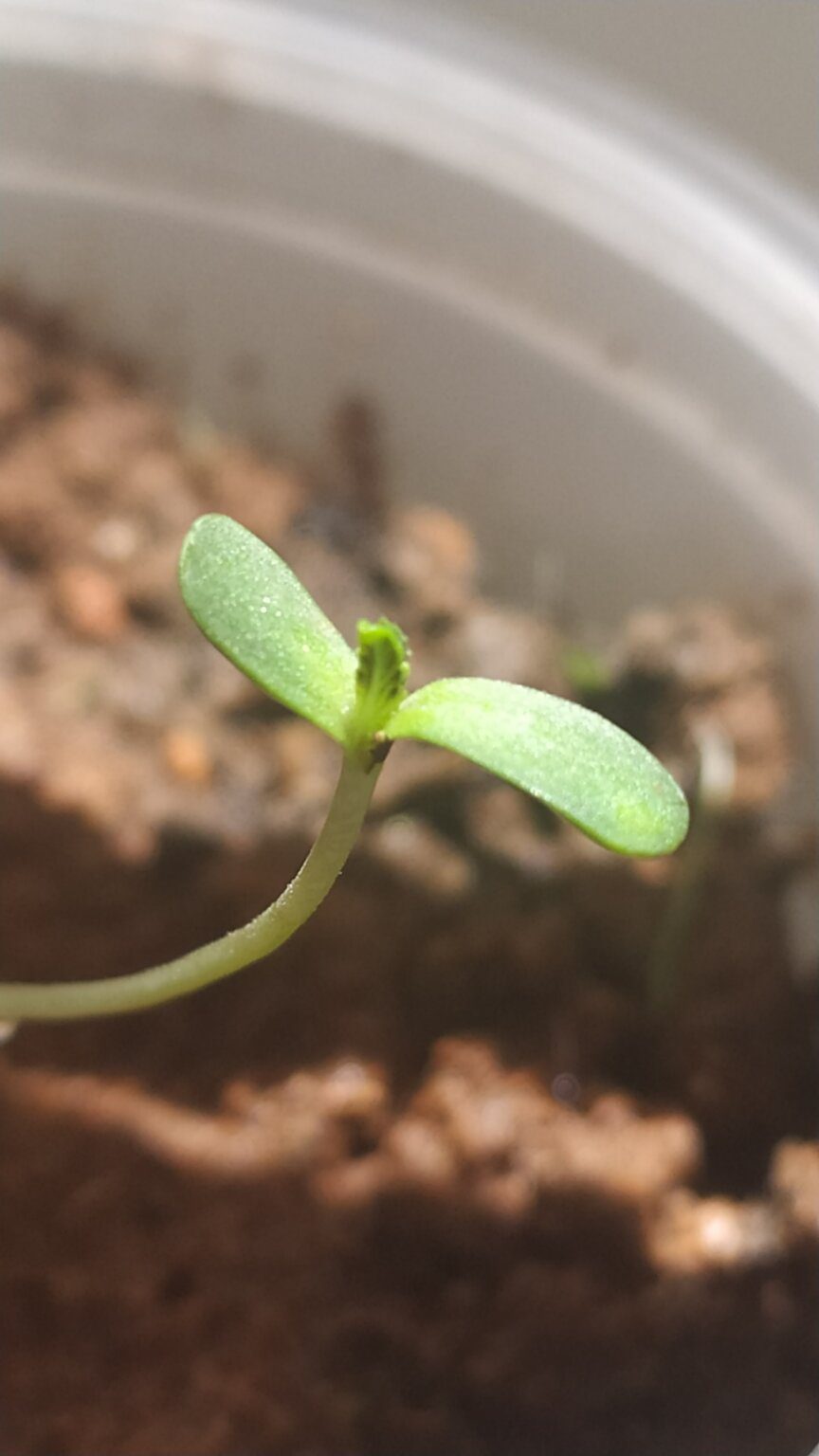 plantinha - Diário Medicinal