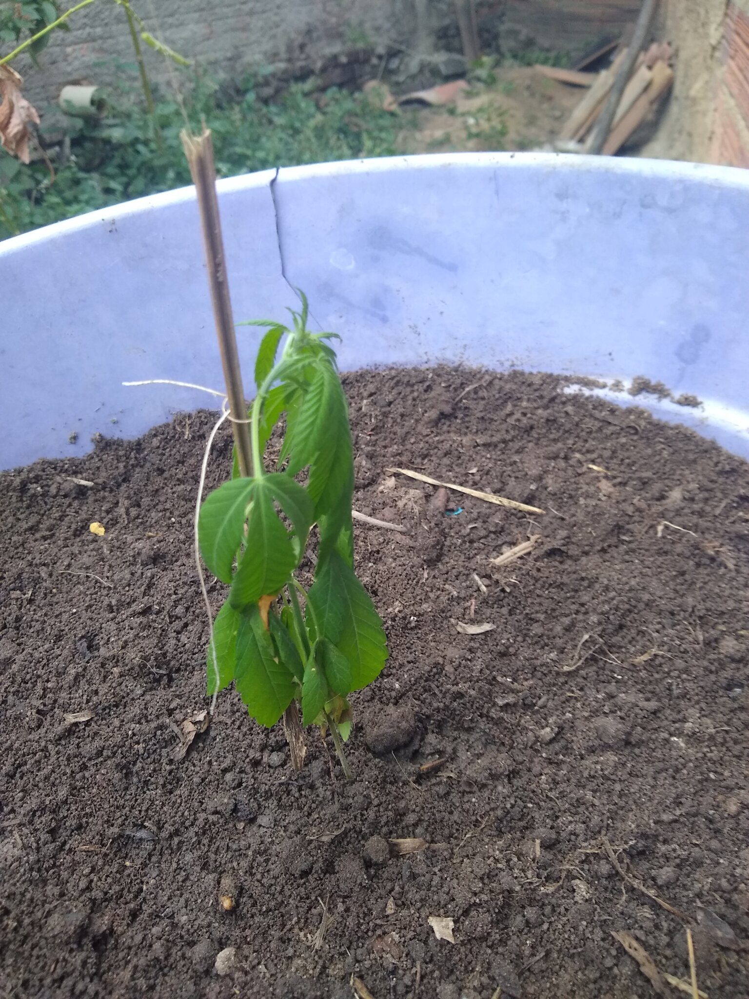 Planta murcha - Diário Medicinal